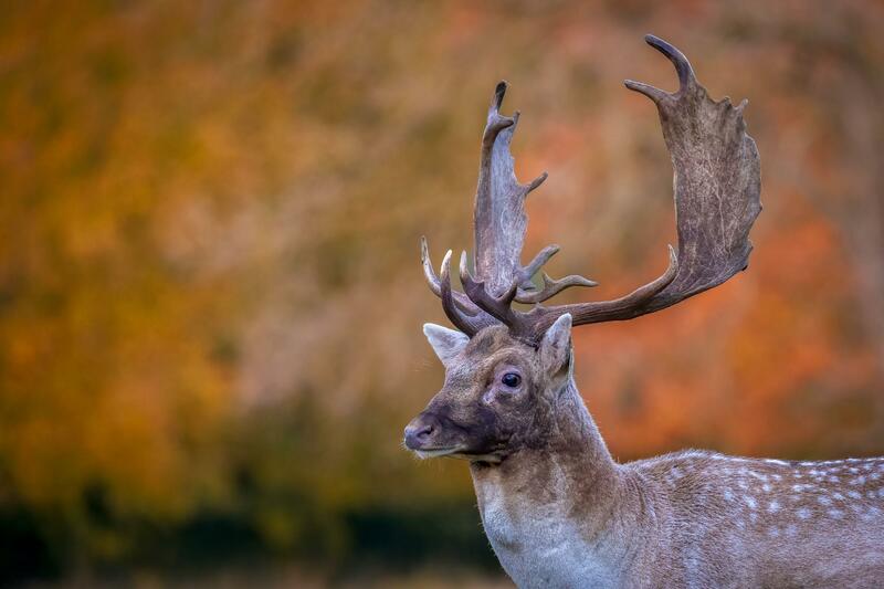 Public reminded to ‘steer clear from wild deer’ in Phoenix Park this ...