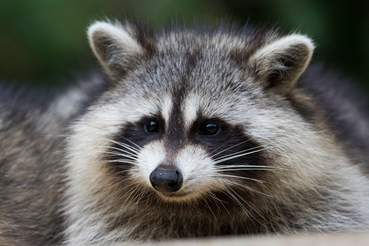 Man trying to save wild raccoon is bitten and now faces rabies scare