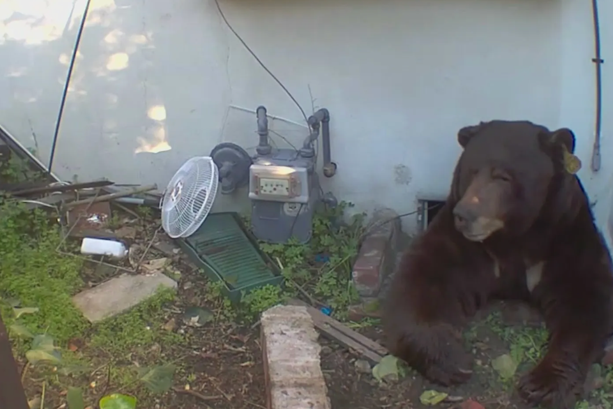 Califonia man plans to sue over bear who won’t leave his house