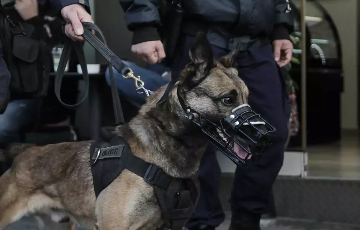 Αστυνομικός σκύλος σε επιχείρηση σύλληψης για παροχή αλκοόλ σε 15 ...