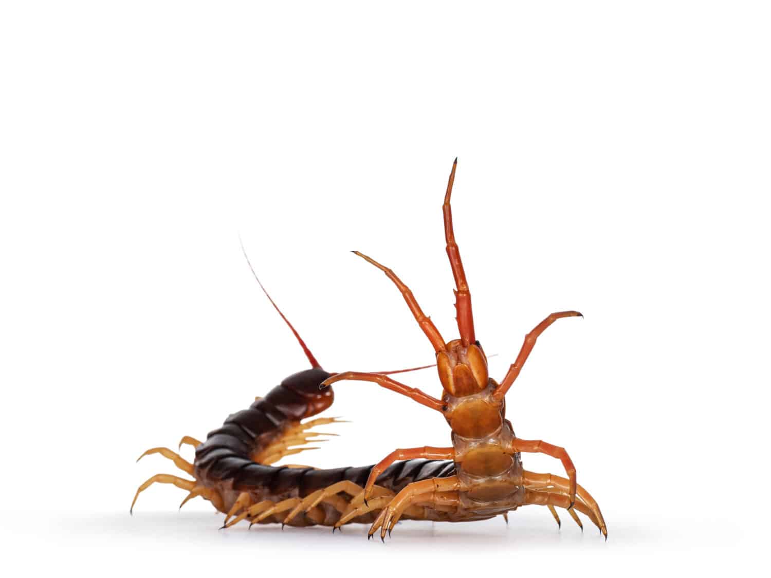The Surprisingly Maternal Nature of The Mint-Leg Centipede