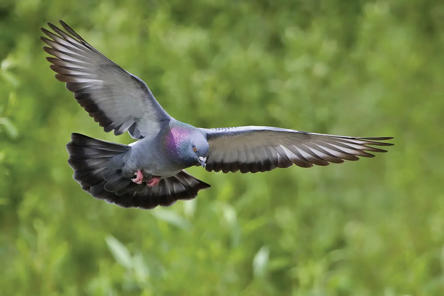 Pigeons Rely on the Earth’s Magnetic Field to Navigate. Now ...