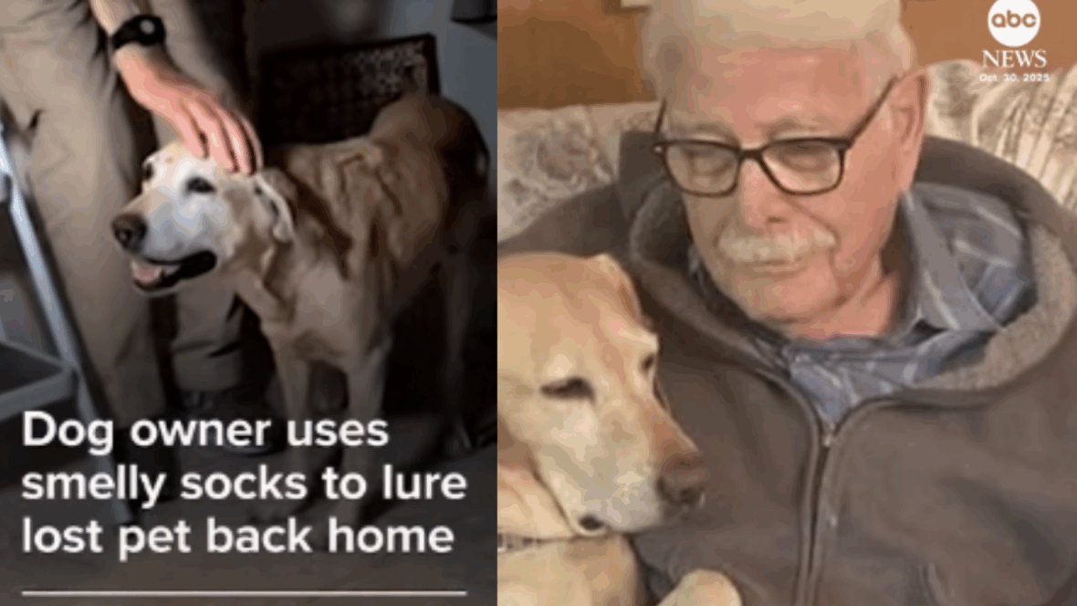 Internet in tears after missing dog reunites with 93-year-old owner