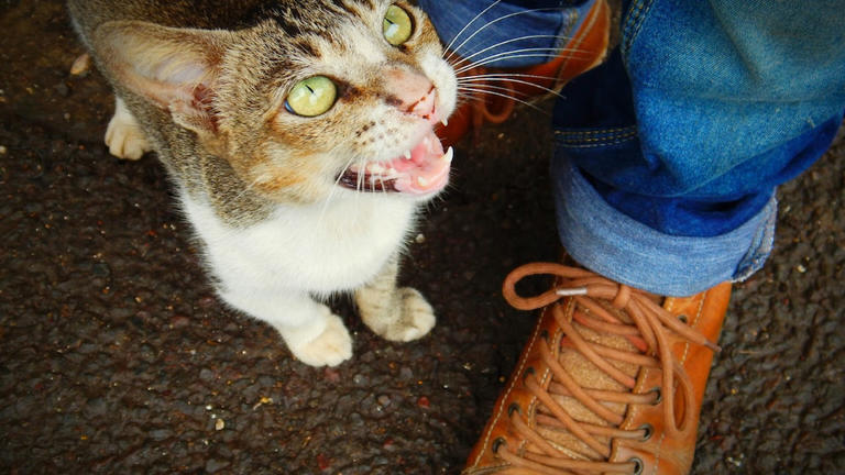 Cats Meow More at Men–Here’s Why