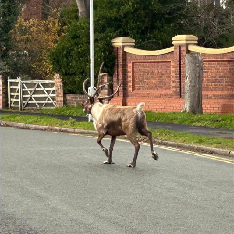 Reindeer escapes UK Santa Land, sparking red-nose alert, rescue mission ...