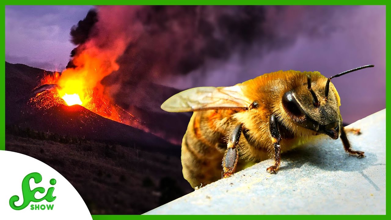 How do honey bees survive natural disasters?