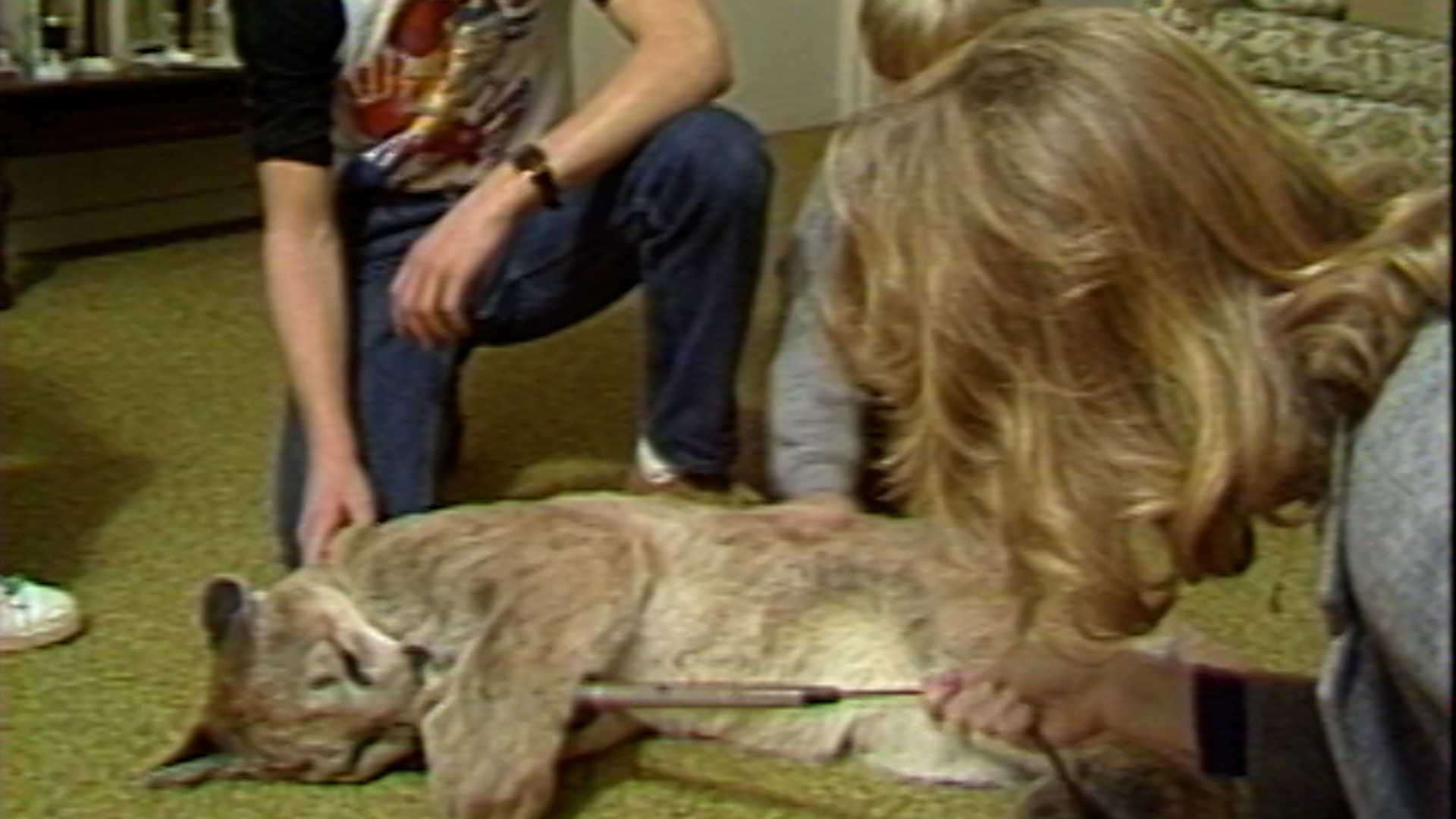 If not friend, why friend shaped? Teen rescued lost mountain lion in ...