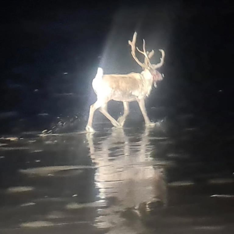 Reindeer escapes UK Santa Land, sparking red-nose alert, rescue mission ...