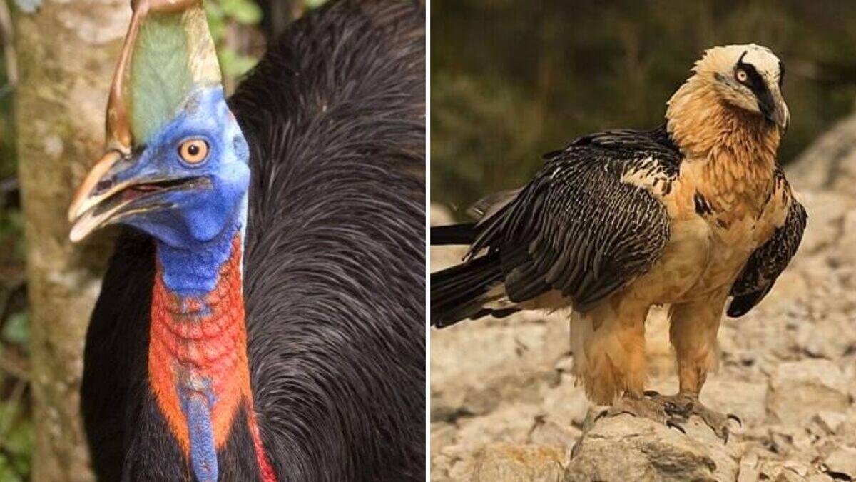 The 20 most dangerous birds on the planet