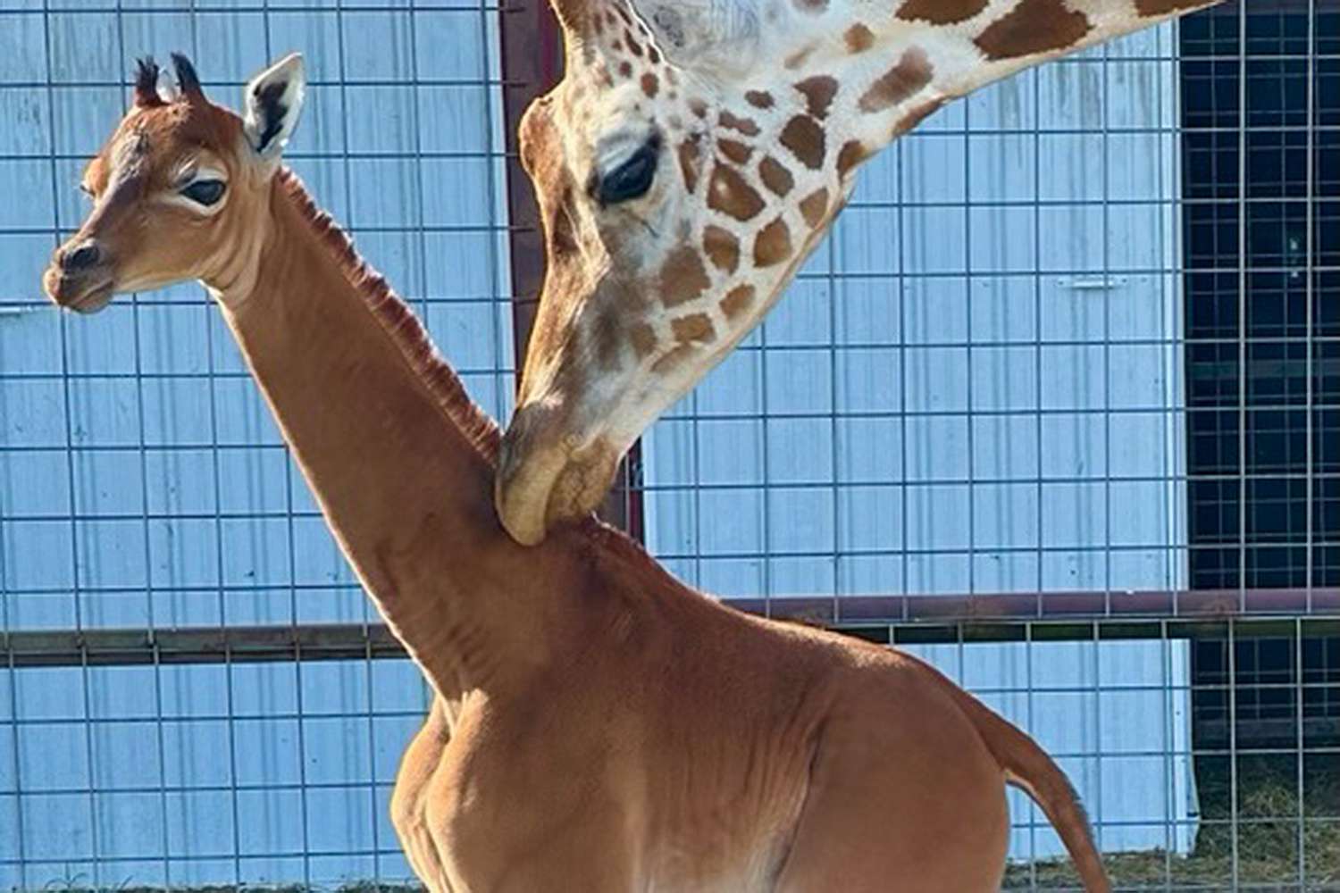Tennessee Zoo Investigating Sudden Death of Spotless Giraffe After ...