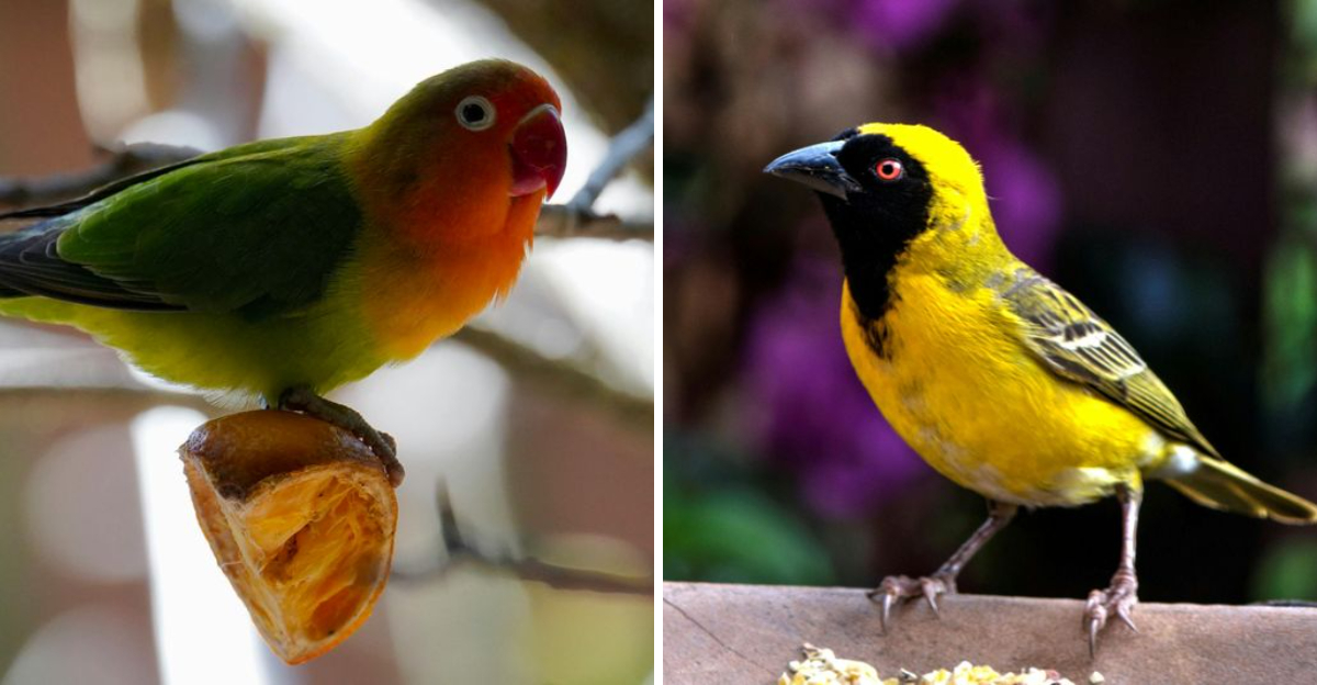 8 Of The Best Pet Birds For Beginners