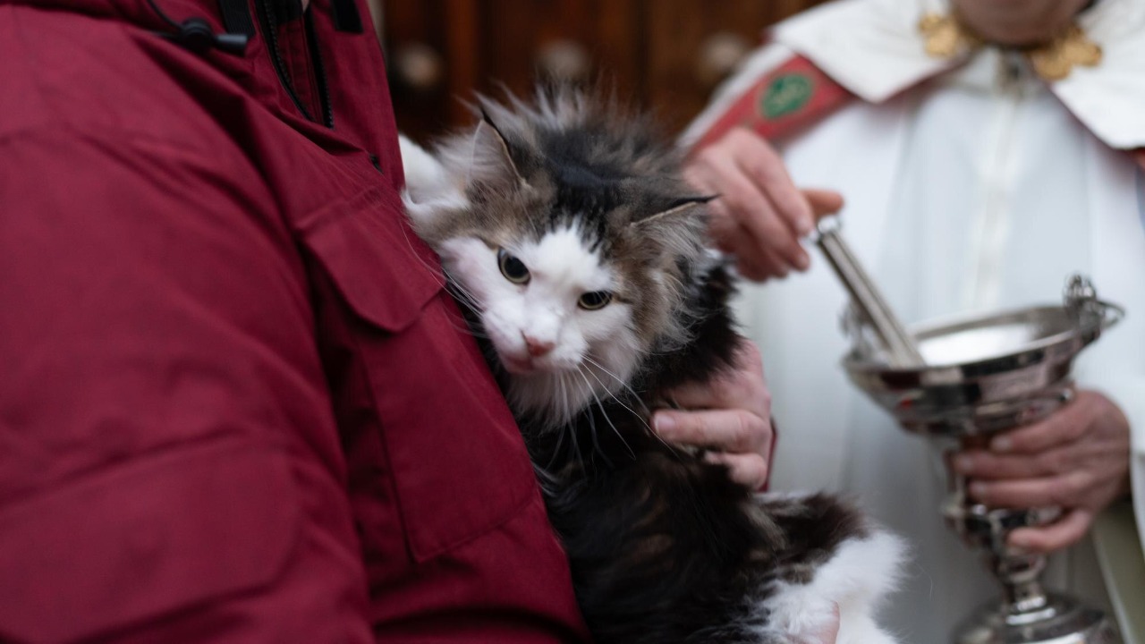 Scientists found a simple trick that helps you 'talk' to your cat