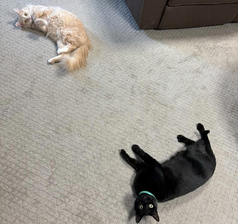 ‘Enjoy my cat litter, weirdo:’ Vallejo porch pirate strikes on Thanksgiving