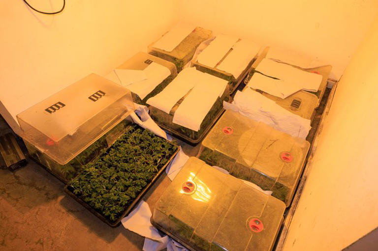 Huge cannabis farm worth more than £2 million uncovered in dawn raid
