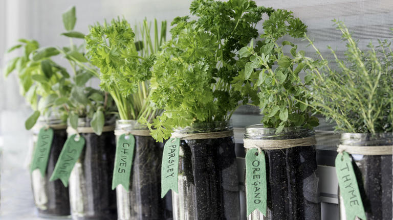 How To Grow A Kitchen Herb Garden Using Trusty Mason Jars