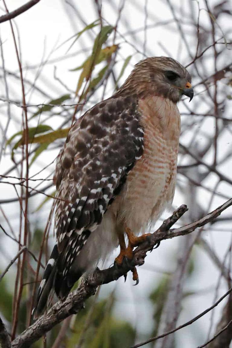 Take a Shark Valley Tram Tour in Everglades National Park - Florida