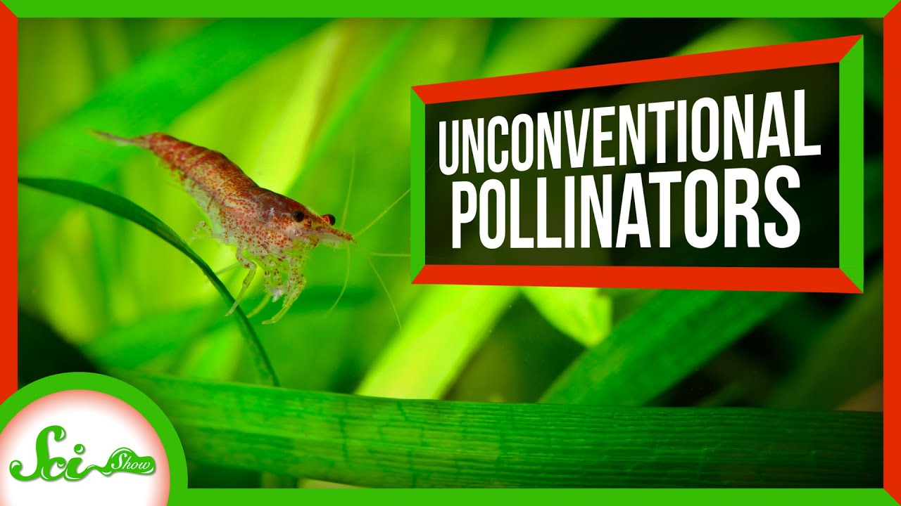 Crabs, cockroaches, and 3 other pollinators that aren't bees
