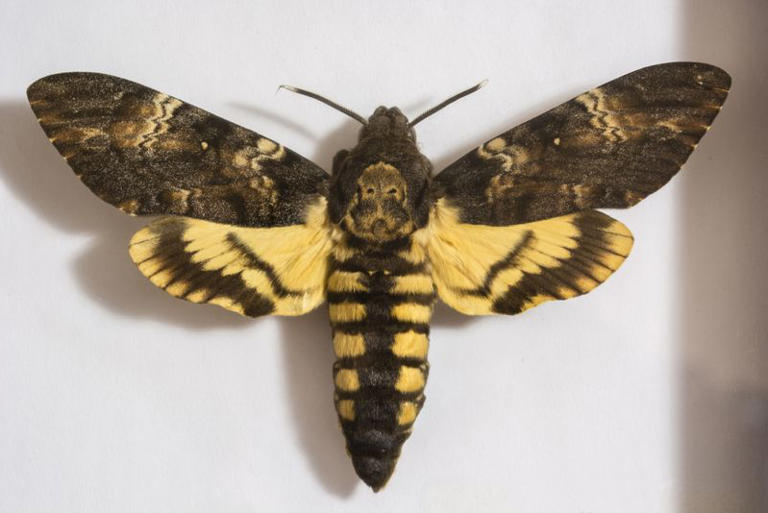 The Moth That Looks Like A Human Skull