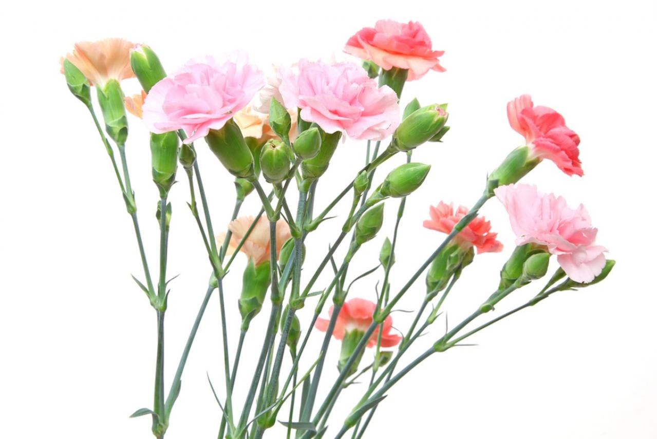 12月2日の花とは？【366日の誕生花と幸せの花言葉】