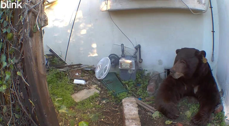 “I heard that big old growl” - Bear takes up residence under Altadena ...