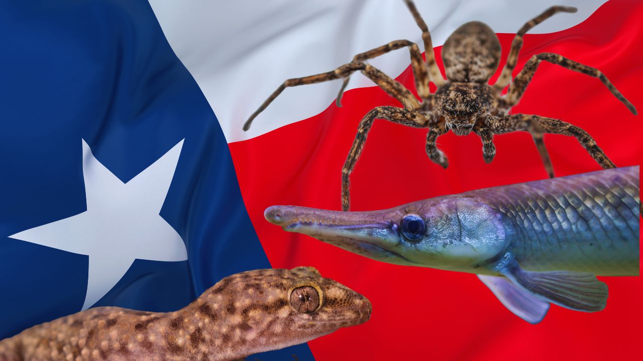 Texas wildlife gets weird with these 13 strange creatures