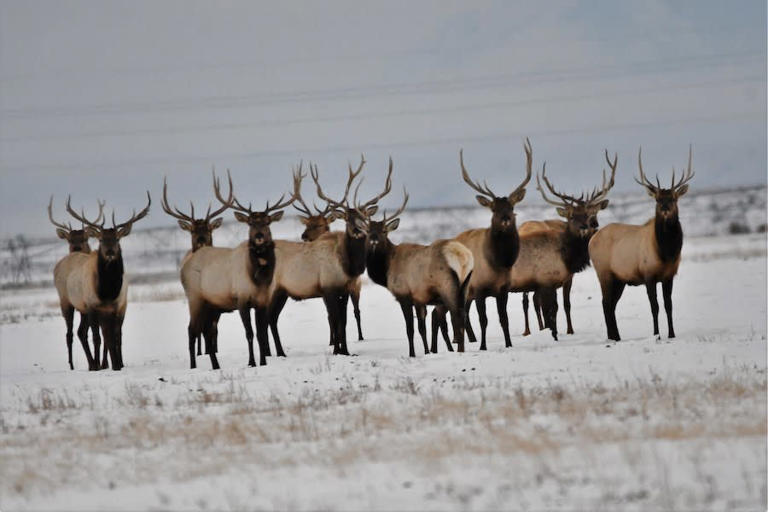 Escaped domestic elk in eastern Idaho tests negative for chronic ...