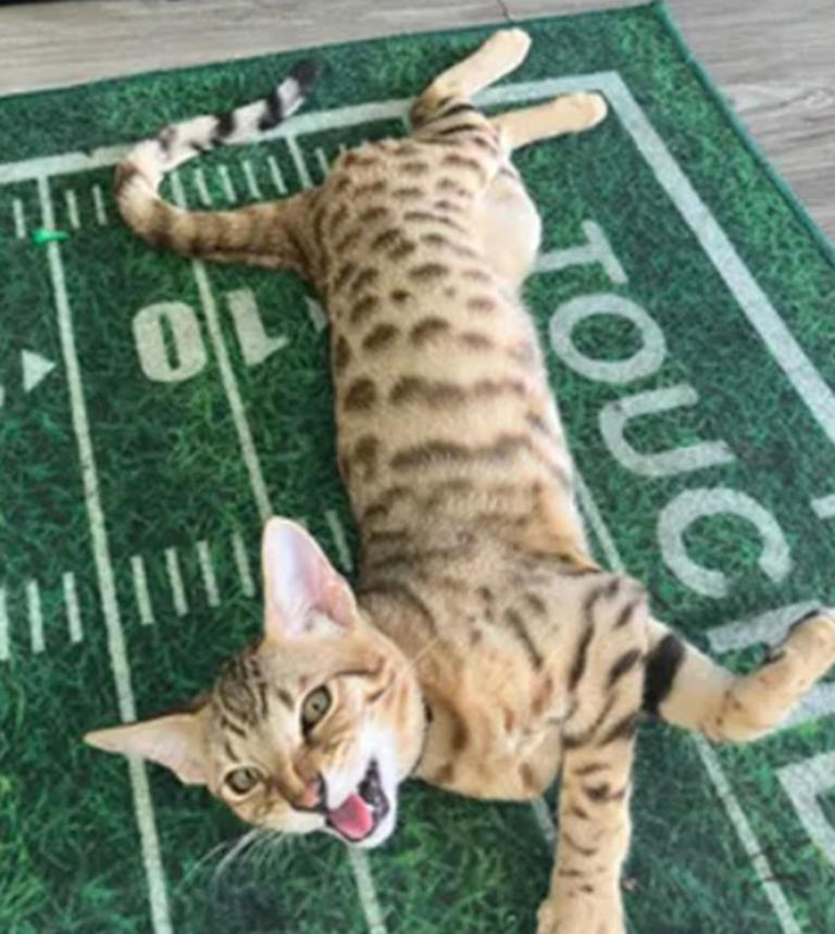 Rare $2,000 cat stolen from LA barbershop in brazen smash and grab