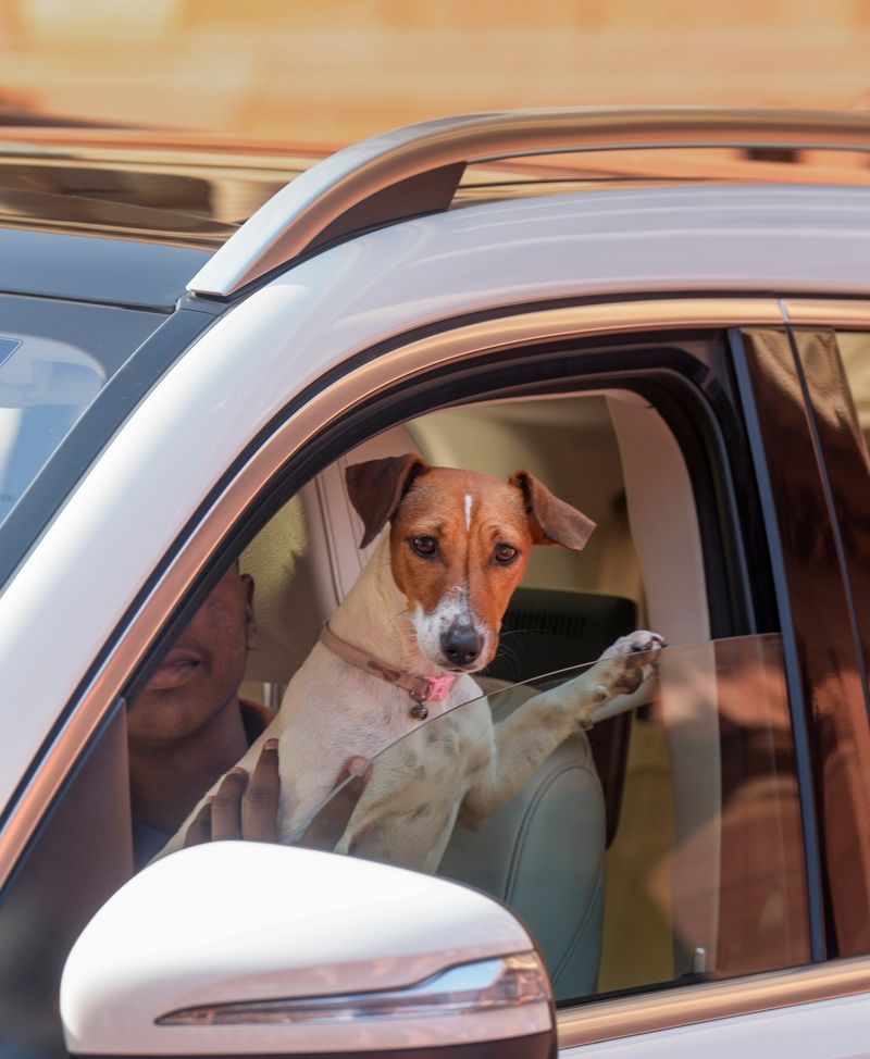 Cong MP brings dog to Parliament, says 'those who bite are in govt'