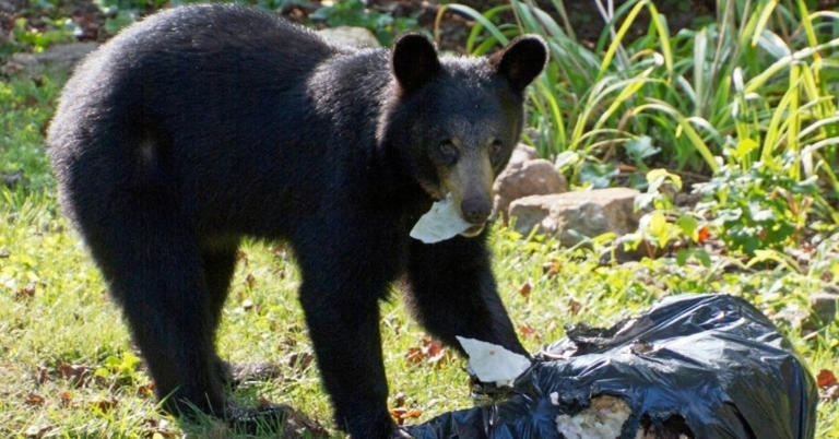 Black bear cub found with its head stuck in pretzel jar rescued in Georgia