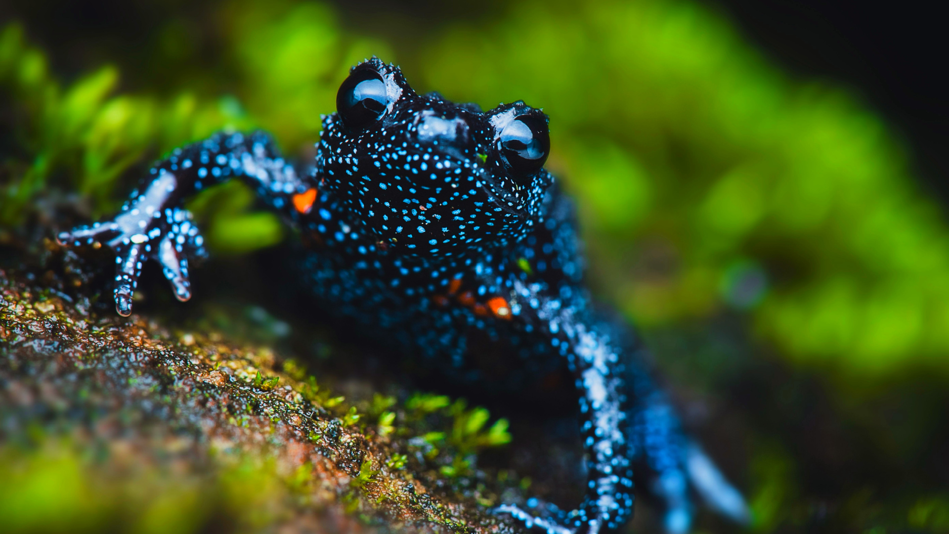 Exploring The Unique Celestial Appearance Of The Galaxy Frog