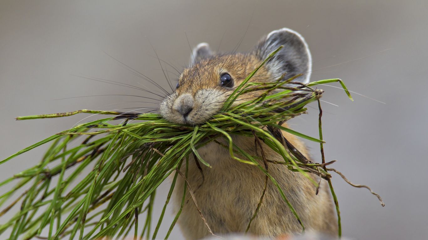 Colorado's adorable pikas are in trouble — here's why