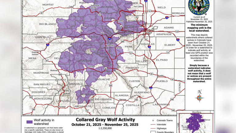 Updated collared wolf map shows travel closer to the Denver metro area
