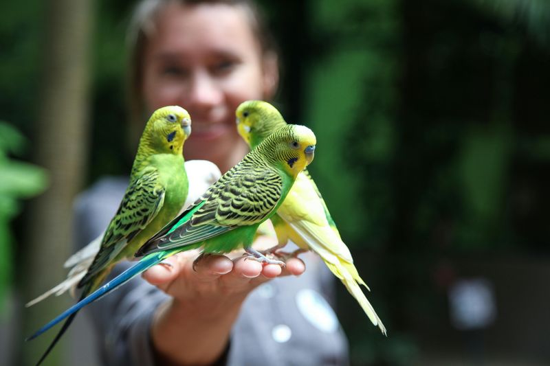 8 Of The Best Pet Birds For Beginners