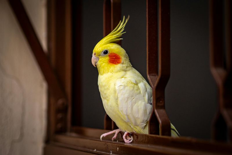 8 Of The Best Pet Birds For Beginners