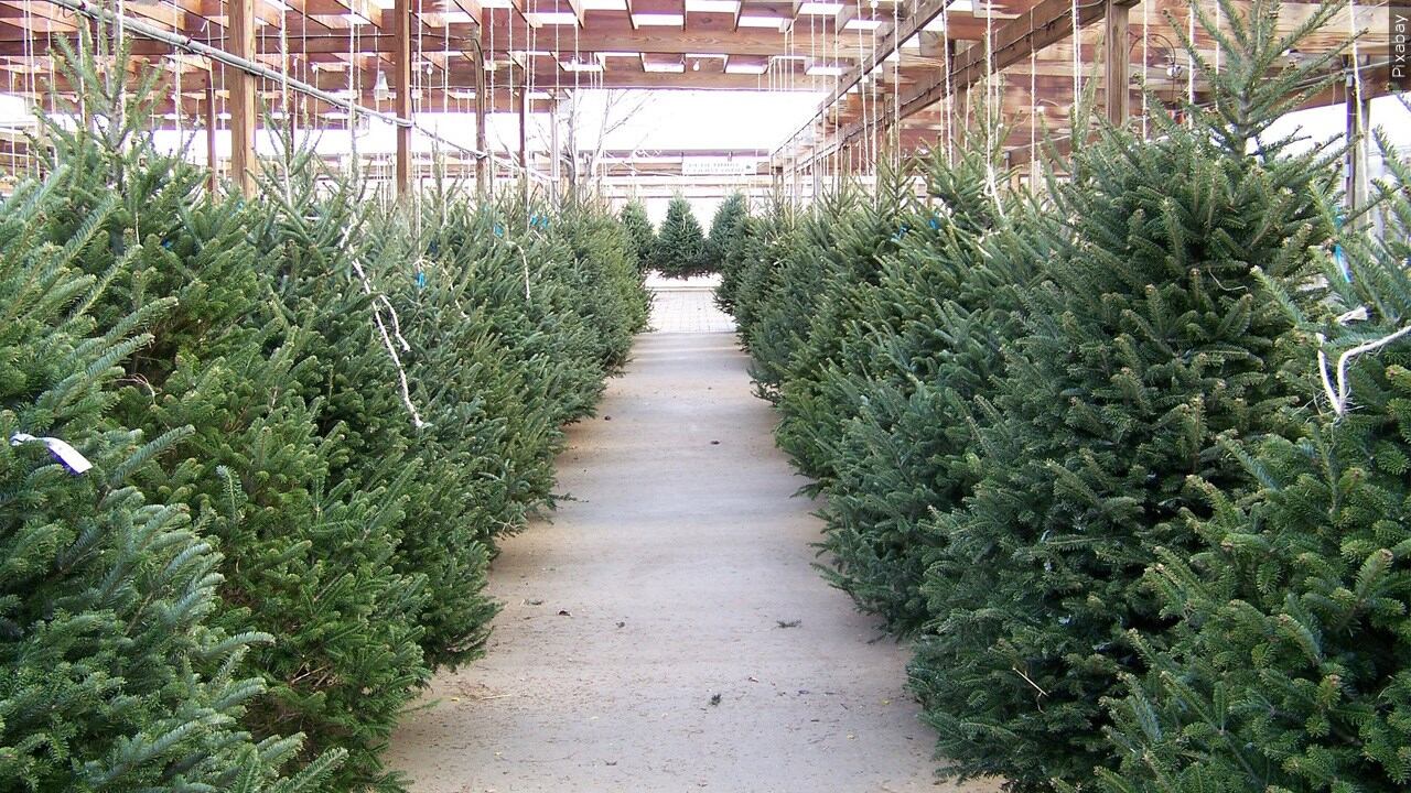 Tips and tricks for avoiding a dry, droopy Christmas tree this winter