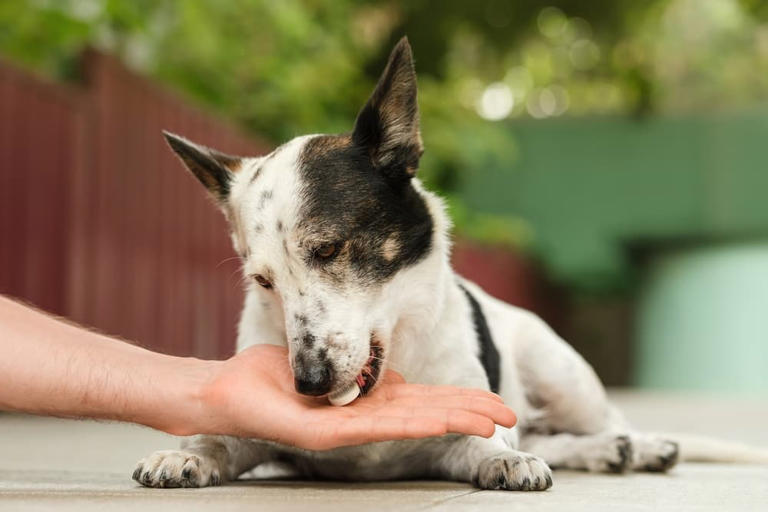 Temaril P for Dogs