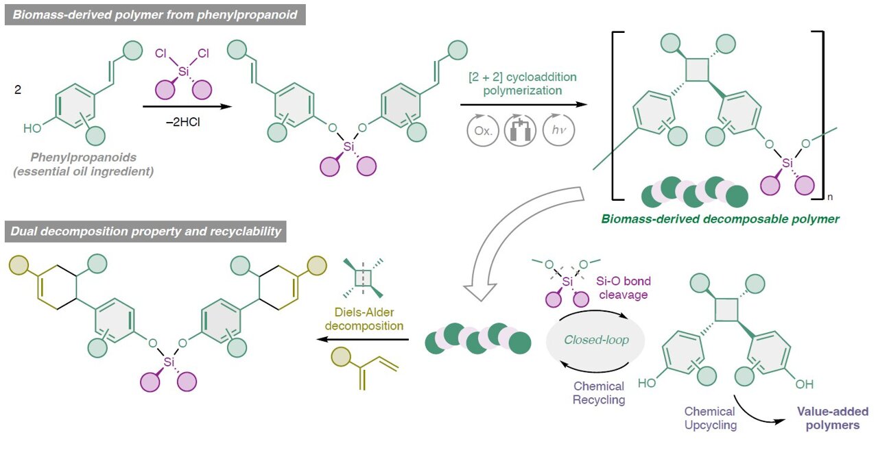 Durable plastics made from essential oil compounds offer easy recycling