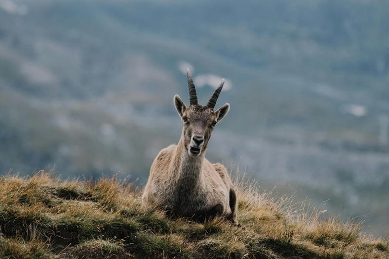 The States With Large Populations Of Mountain Goats