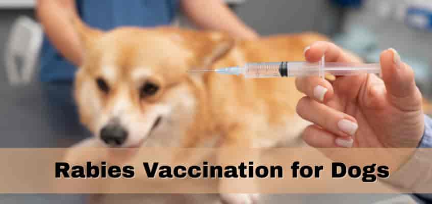 Rabies Vaccination for Dogs: Essential Protection Every Pet Parent Must ...