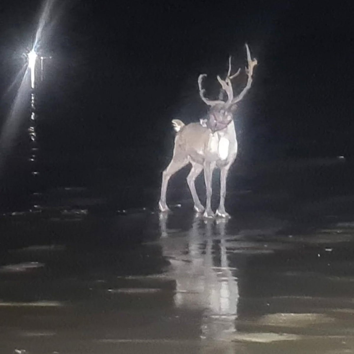 Look: Reindeer escapes Christmas event in England