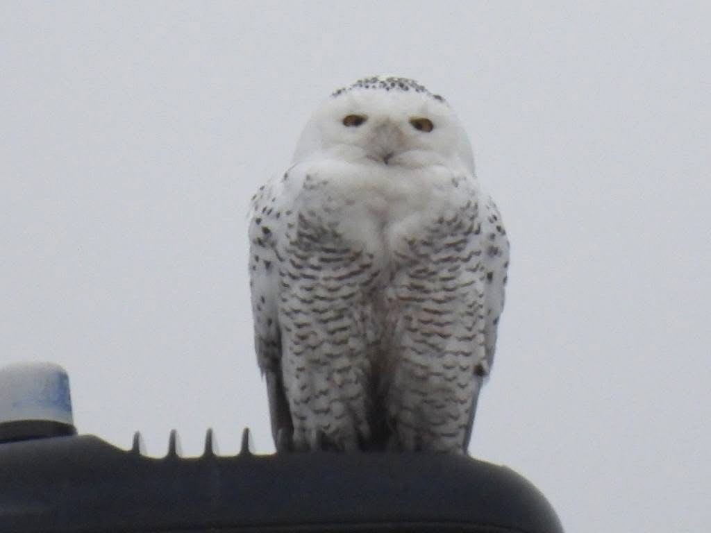 Song inspired by McHenry snowy owl keeps bird’s story alive