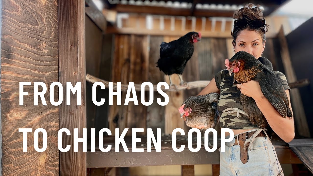 Chicken coop transformation complete