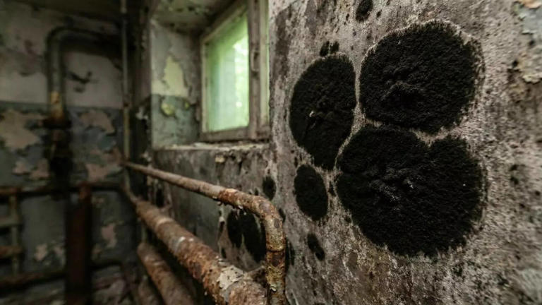 ‘Nuclear shield’: Chernobyl fungus blocks radiation and could be a ...