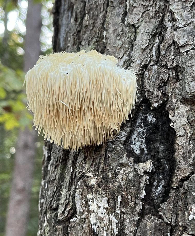 The shaky science behind lion’s mane coffee – the new Gen Z health drink