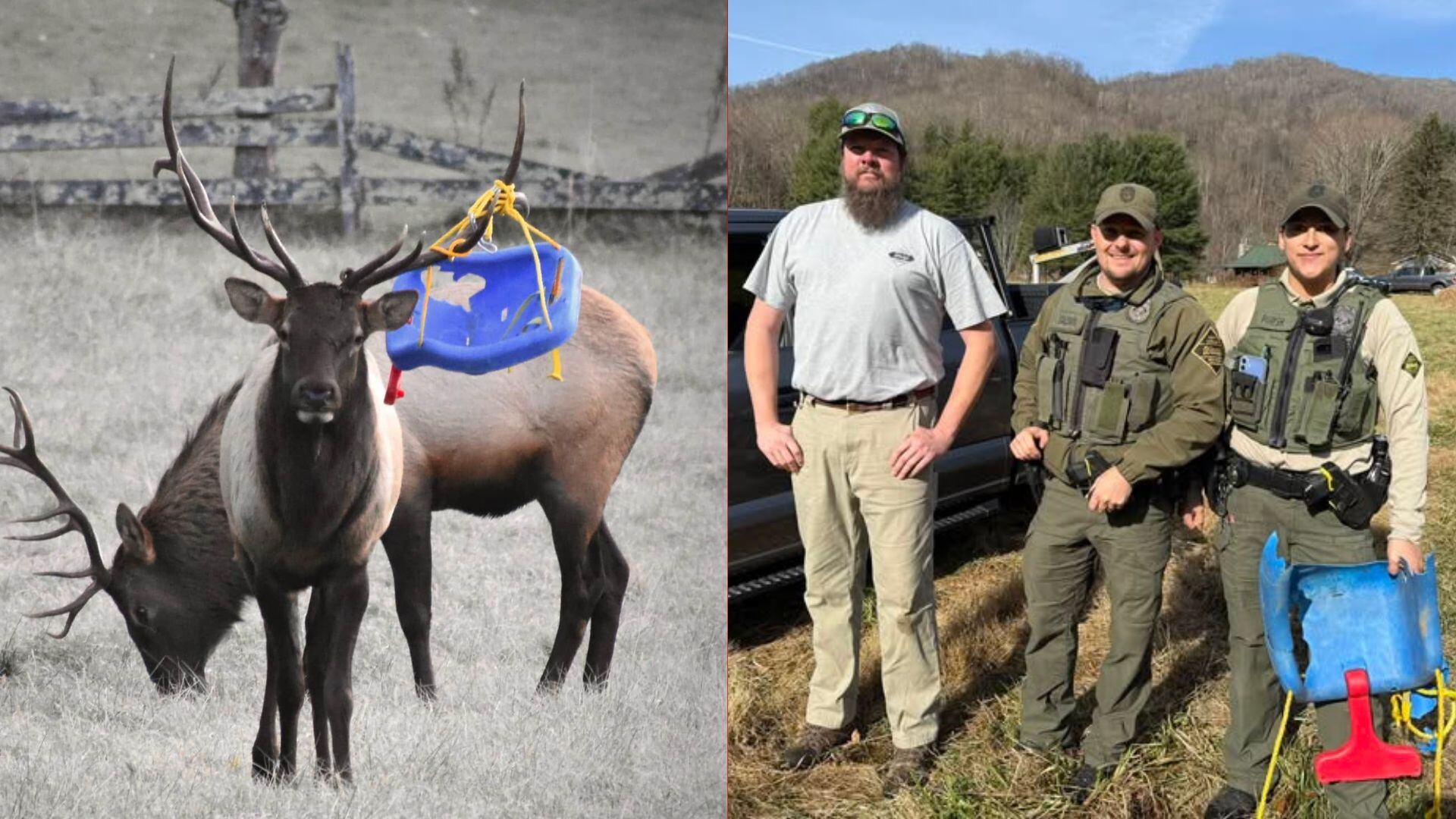 NC Wildlife removes child’s swing entangled in elk’s antlers