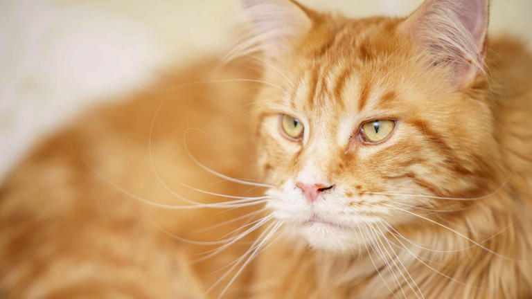 11 beautiful orange cat breeds