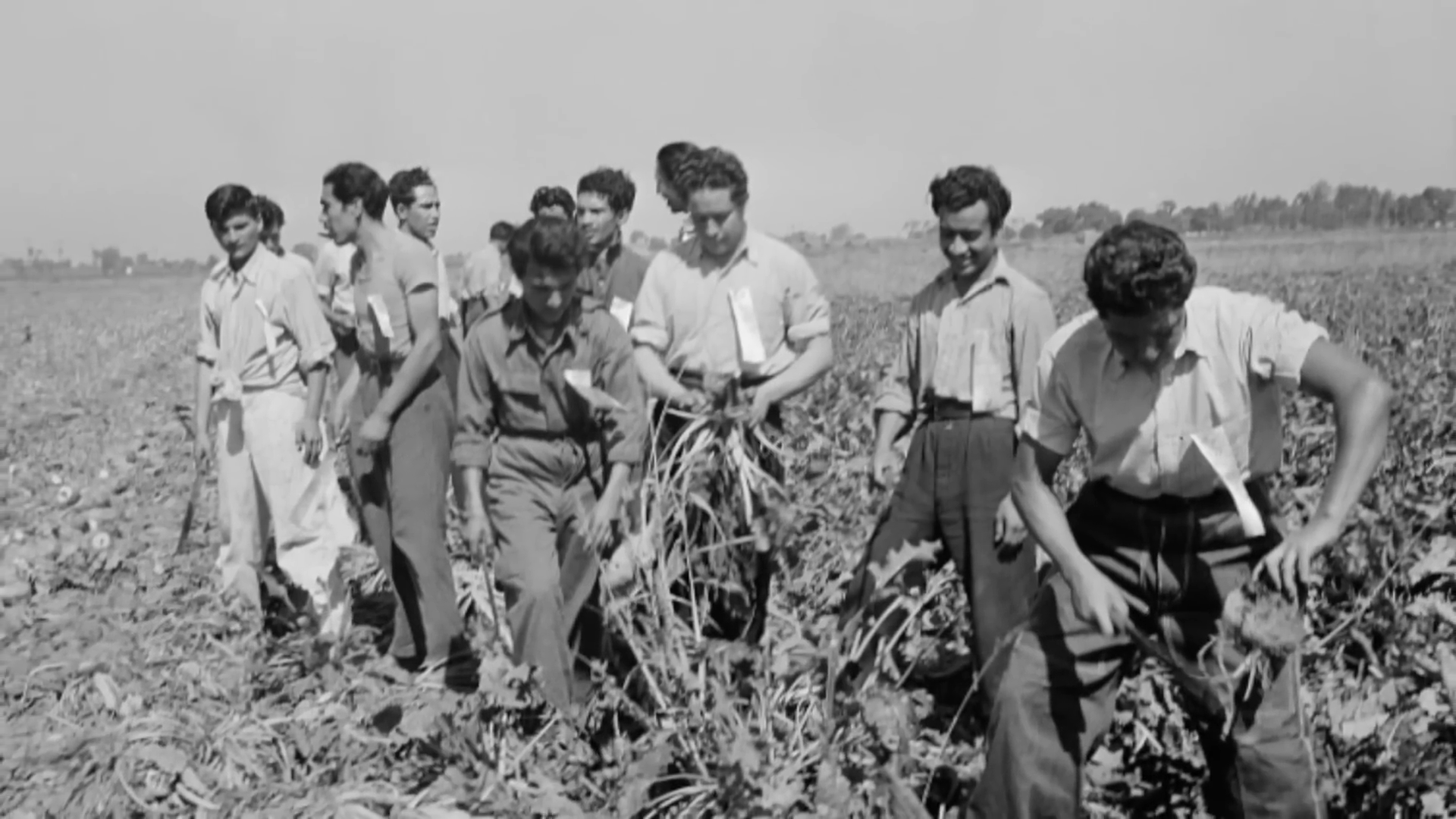 Mexico's Hidden War Effort: Food, Oil Seeds, and the Bracero Program