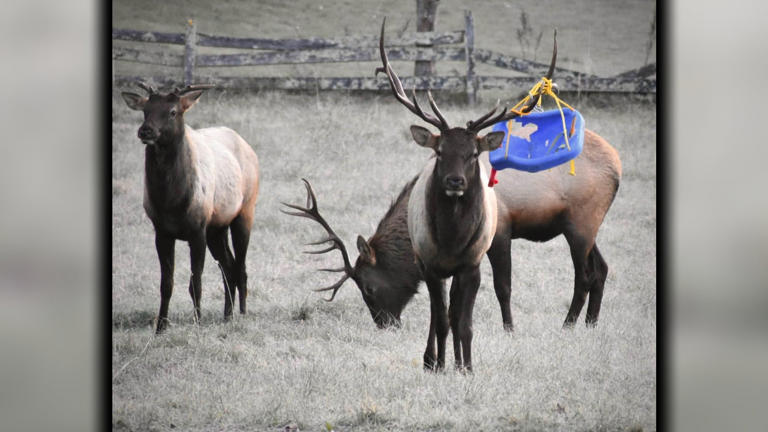 Elk spotted with swing tangled in antlers in western North Carolina