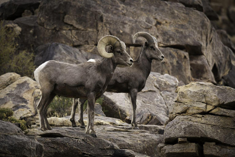 This national park is a stargazer’s haven—with iconic trees and ...