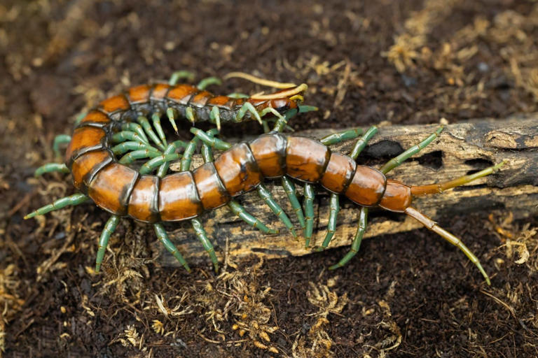The Surprisingly Maternal Nature of The Mint-Leg Centipede